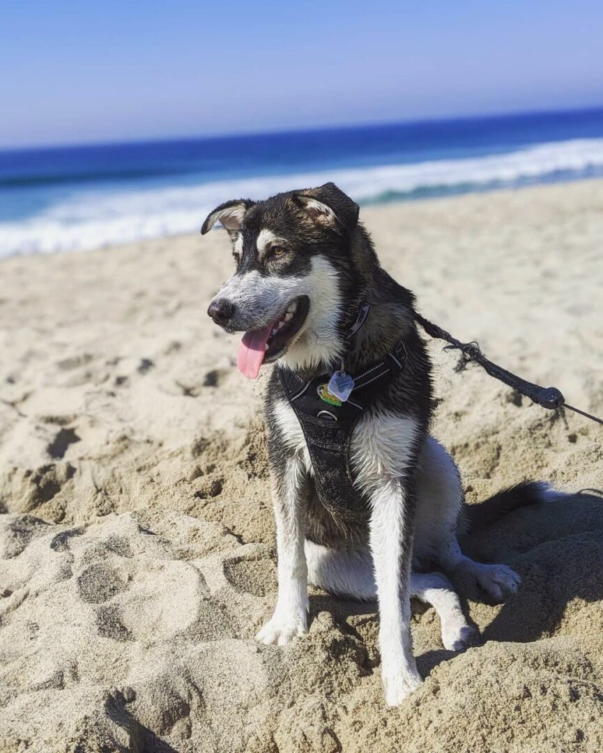 27 Beautiful Great Pyrenees Mixes (With Pictures) - Bubbly Pet