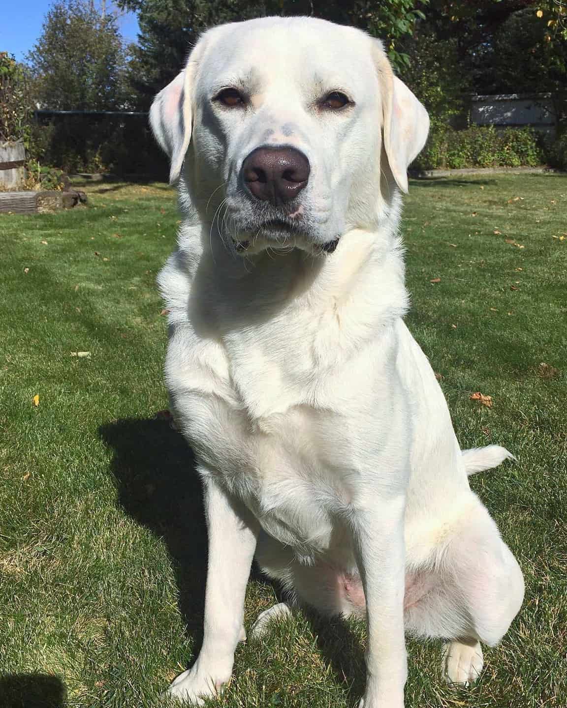 27 Beautiful Great Pyrenees Mixes (With Pictures) - Bubbly Pet