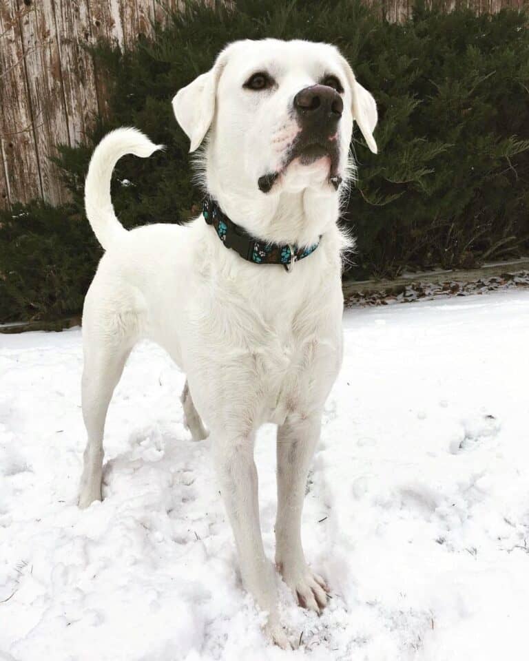 62 Pitbull Mixes That Will Make Your Day (With Pictures)