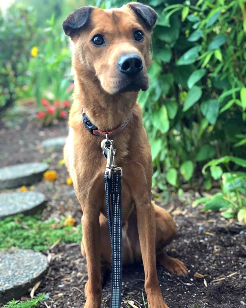 37 Interesting Shar-Pei Mixes You Must See (With Pictures)