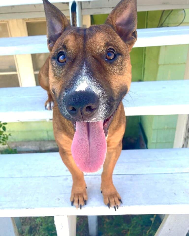 36 Bull Terrier Mixes You'll Want to Bring Home (With Pictures)