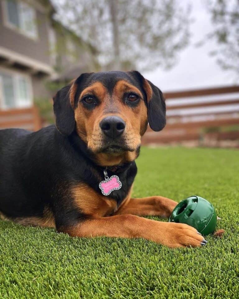 Rottweiler Mixes: 41 Best Rottie Crossbreeds (With Pictures)