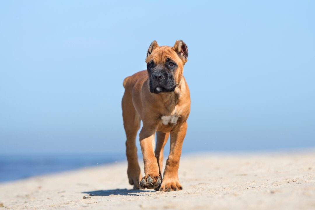 Cane Corso Ear Cropping: Everything You Need to Know