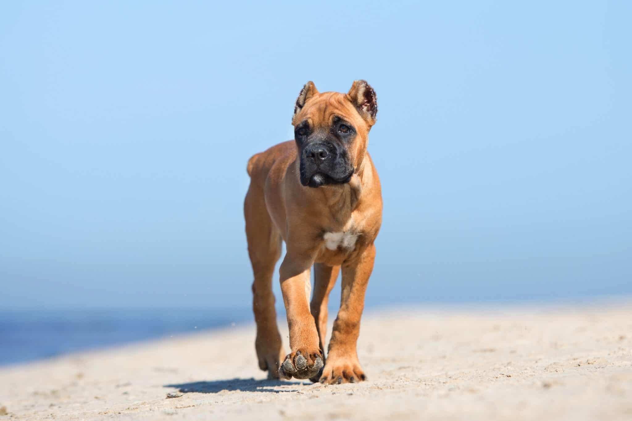 Cane Corso Ear Cropping: Everything You Need to Know