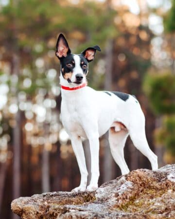 Decker Rat Terrier | Breed Information, Pictures, Facts & FAQs