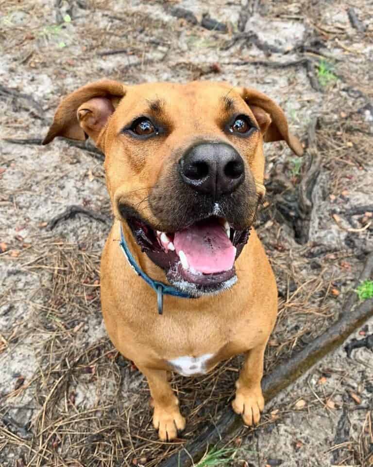 50 Wonderful Boxer Mixes That Will Surely Brighten Your Day!