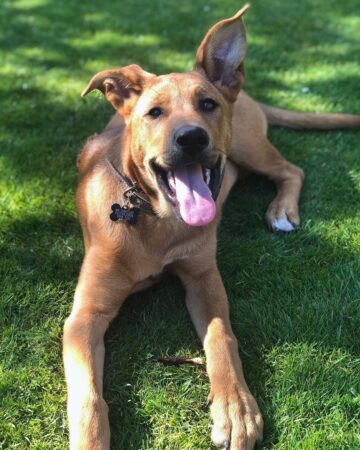 Akita Mixes: 38 Unique Akita Crossbreeds (With Pictures)