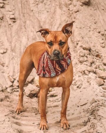 62 Pitbull Mixes That Will Make Your Day (With Pictures)