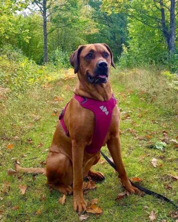 Rottweiler Mixes: 41 Best Rottie Crossbreeds (With Pictures)