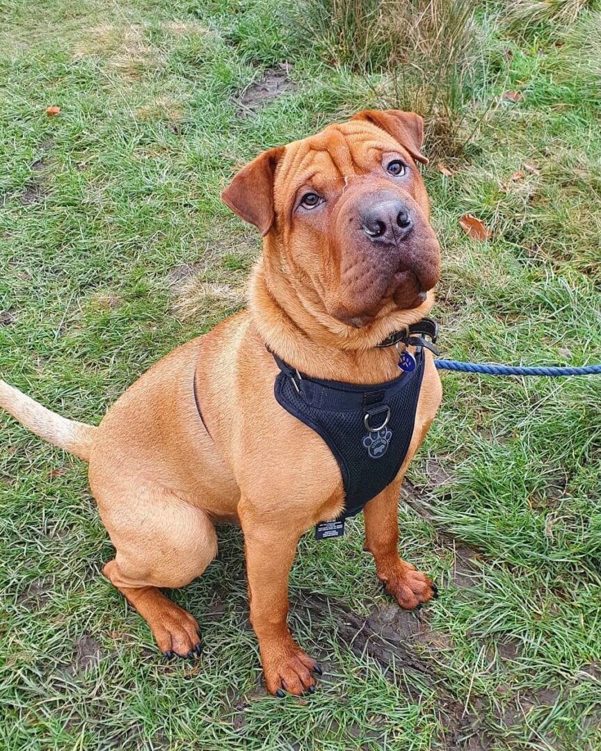 Rottweiler Mixes: 41 Best Rottie Crossbreeds (With Pictures)