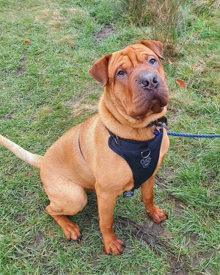 37 Interesting Shar-Pei Mixes You Must See (With Pictures)