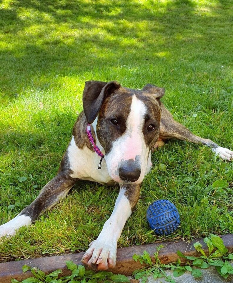 36 Bull Terrier Mixes You'll Want to Bring Home