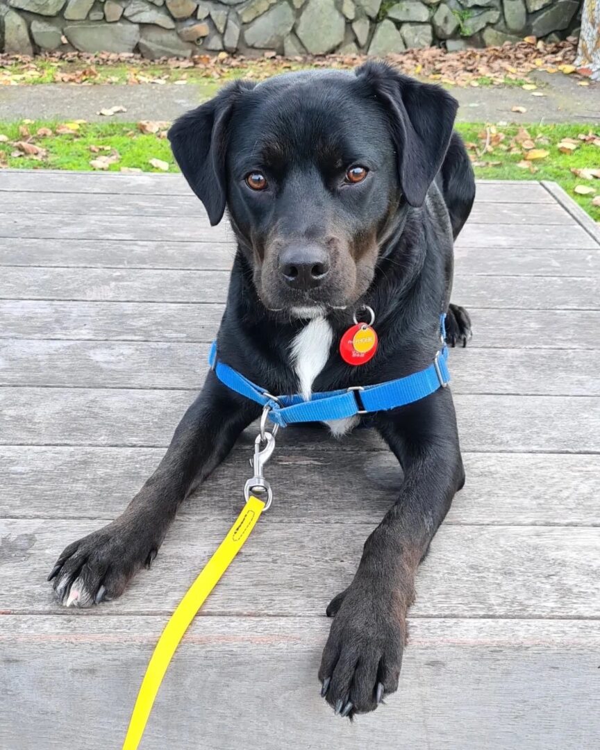 Rottweiler Mixes: 41 Best Rottie Crossbreeds (With Pictures)