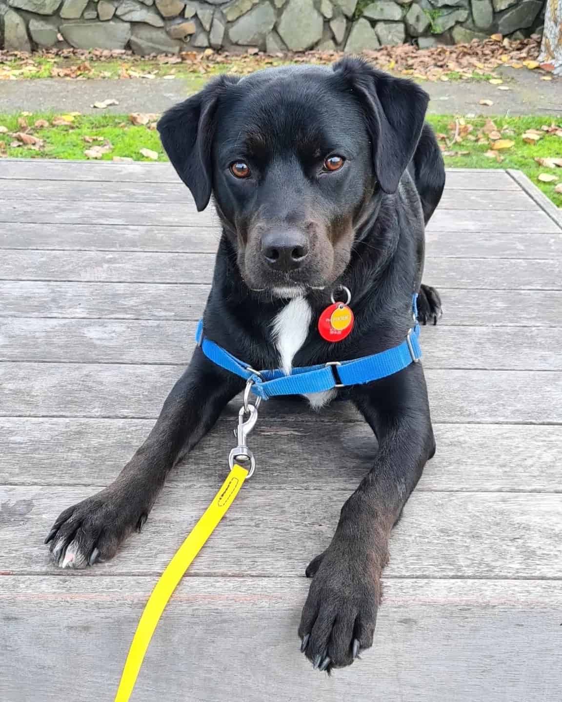 Rottweiler Mixes: 41 Best Rottie Crossbreeds (With Pictures)