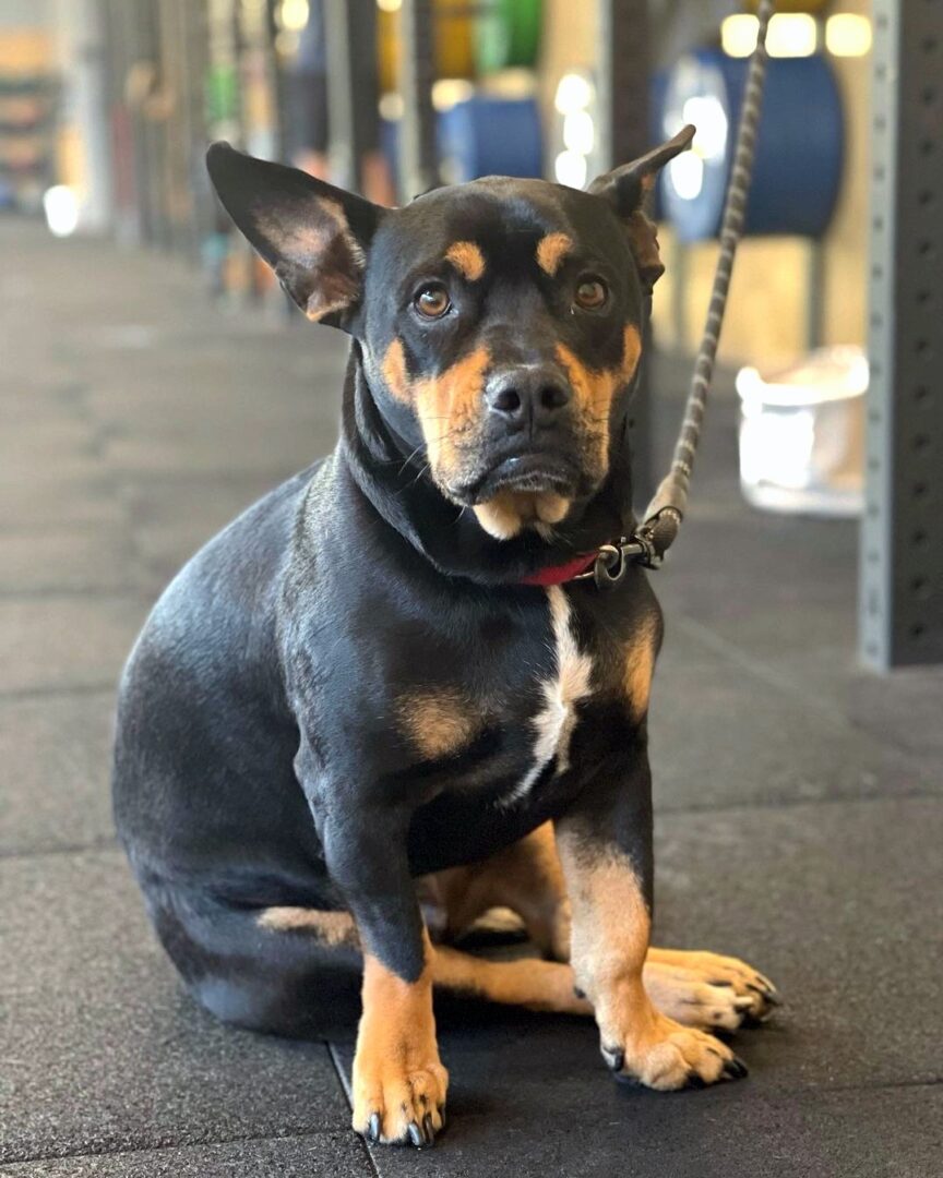 Rottweiler Mixes: 41 Best Rottie Crossbreeds (With Pictures)