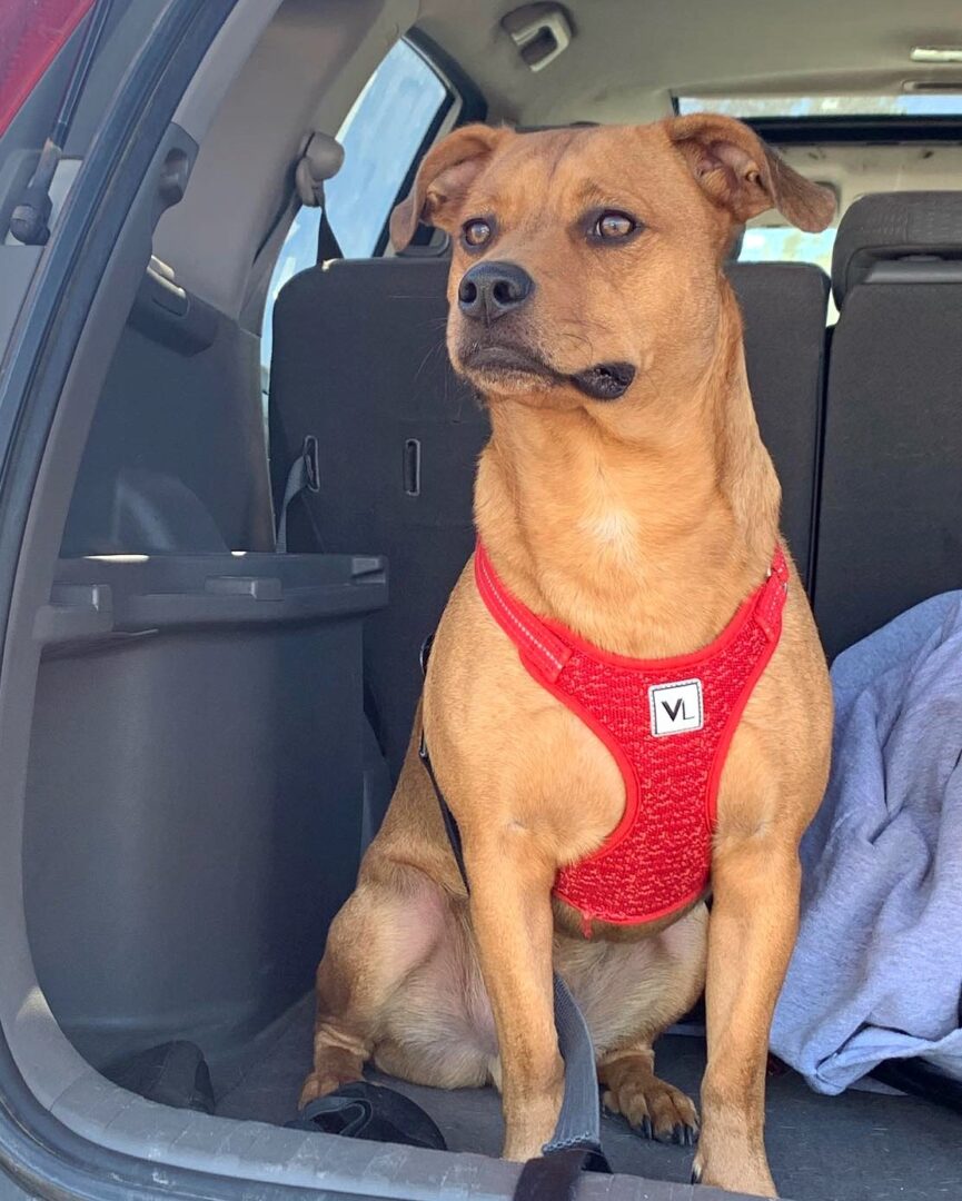 Rottweiler Mixes: 41 Best Rottie Crossbreeds (With Pictures)