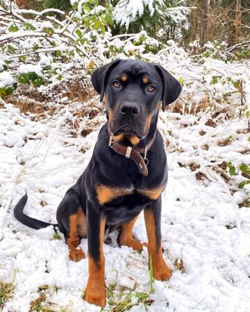 Rottweiler Mixes: 41 Best Rottie Crossbreeds (With Pictures)