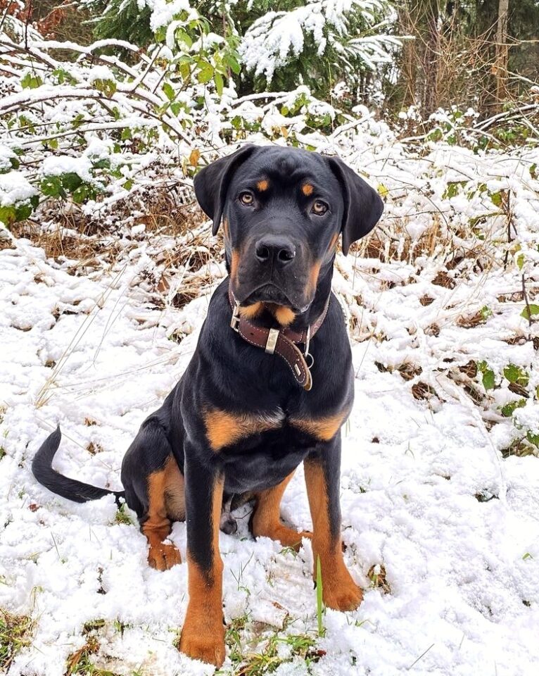 Cane Corso Mixes: 21 Unusual Crossbreeds