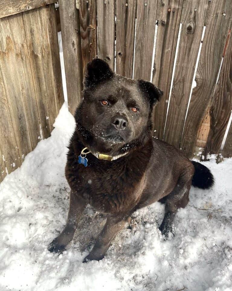 Rottweiler Mixes: 41 Best Rottie Crossbreeds (With Pictures)