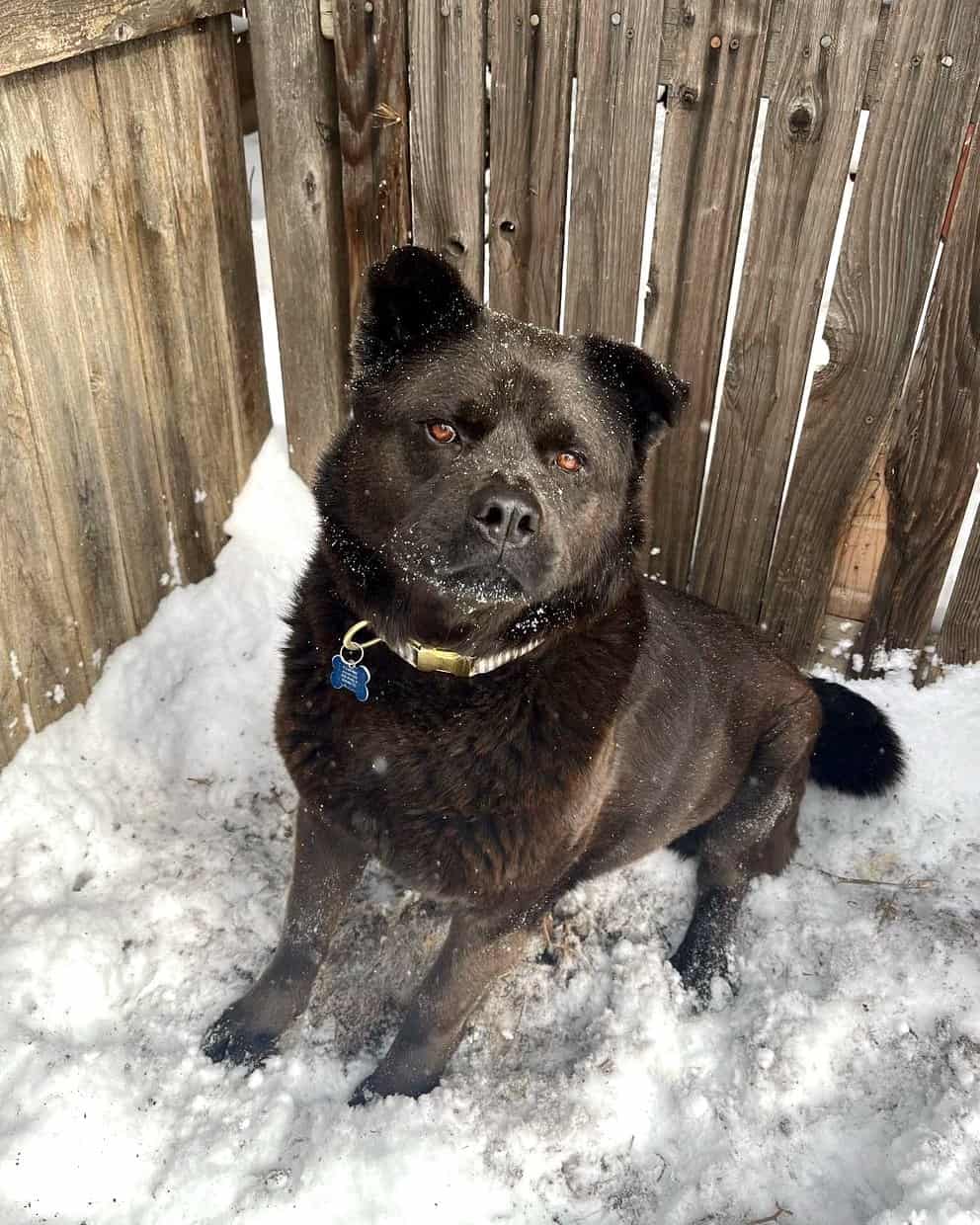 Rottweiler Mixes: 41 Best Rottie Crossbreeds (With Pictures)