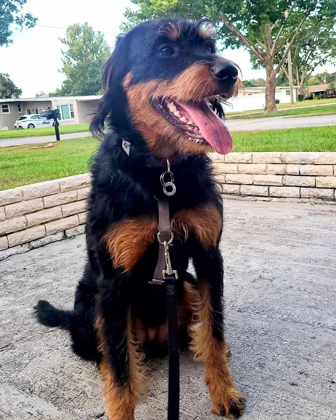 Rottweiler Mixes: 41 Best Rottie Crossbreeds (With Pictures)