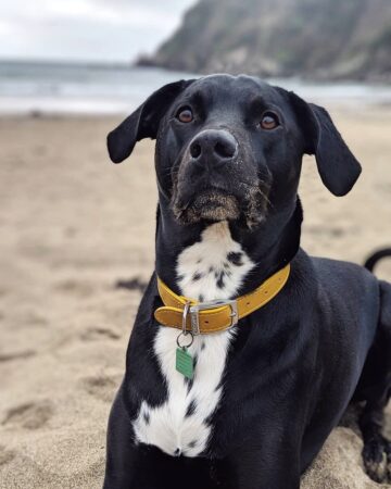Rottweiler Mixes: 41 Best Rottie Crossbreeds (With Pictures)