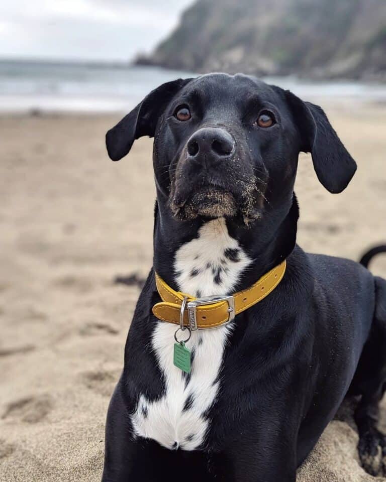 Rottweiler Mixes: 41 Best Rottie Crossbreeds (With Pictures)