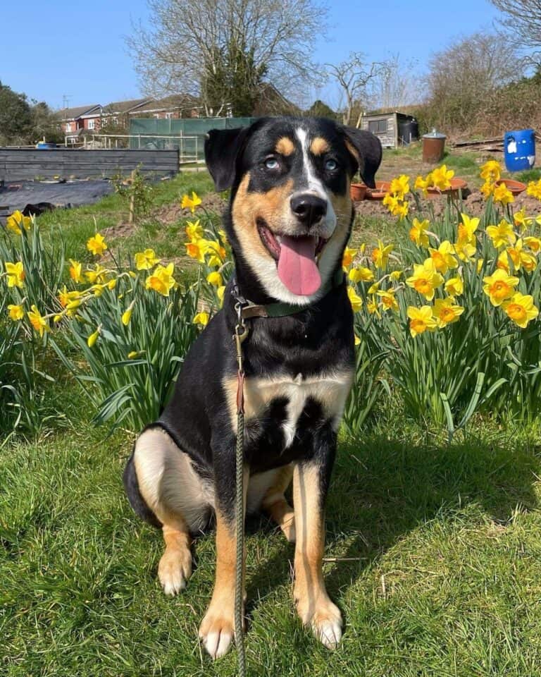 Siberian Husky Mixes: 40 Husky Crossbreeds (With Pictures)