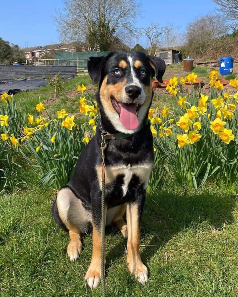 Rottweiler Mixes: 41 Best Rottie Crossbreeds (With Pictures)