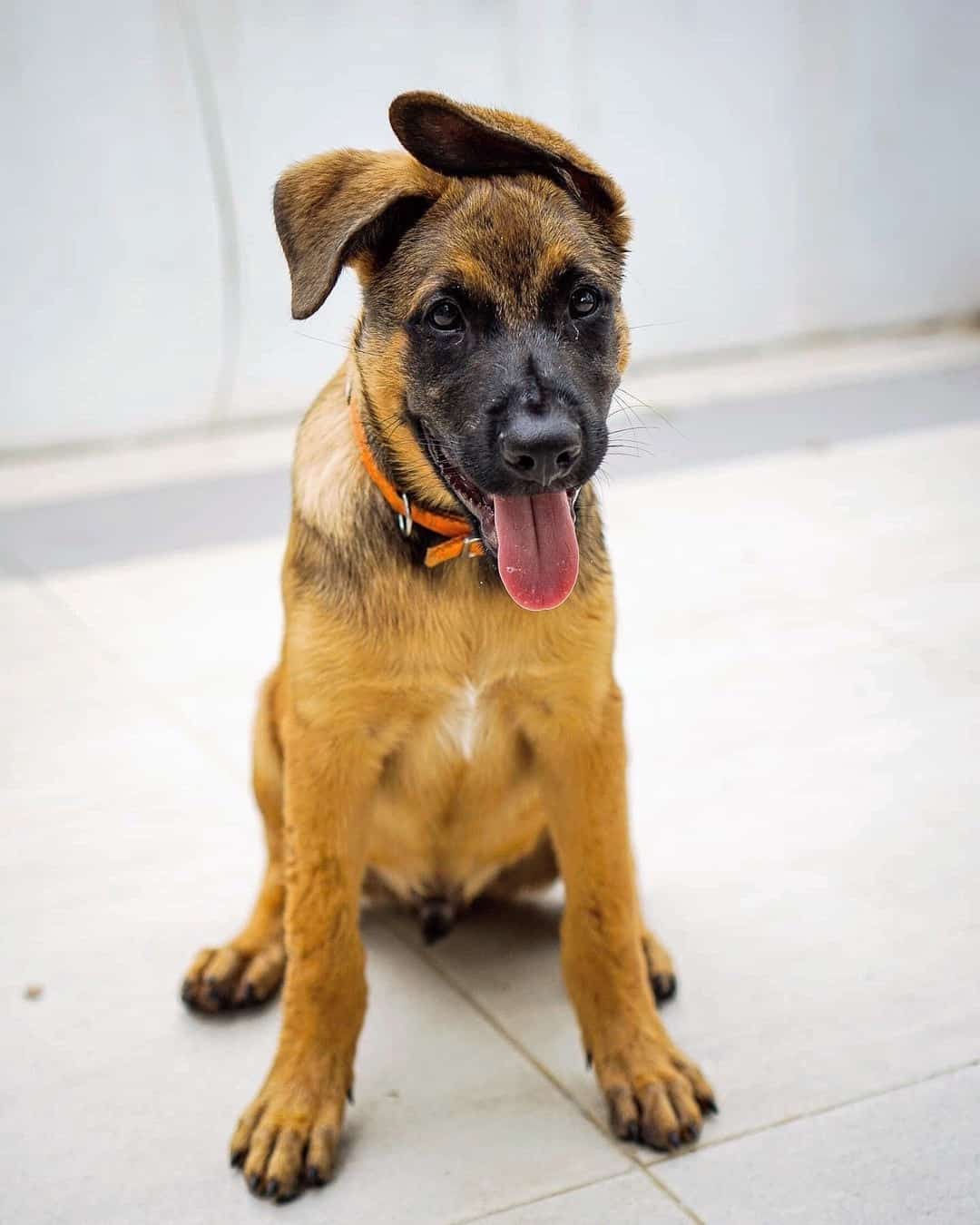 Belgian Malinois Mixes: 22 Unique Crossbreeds (With Pictures)