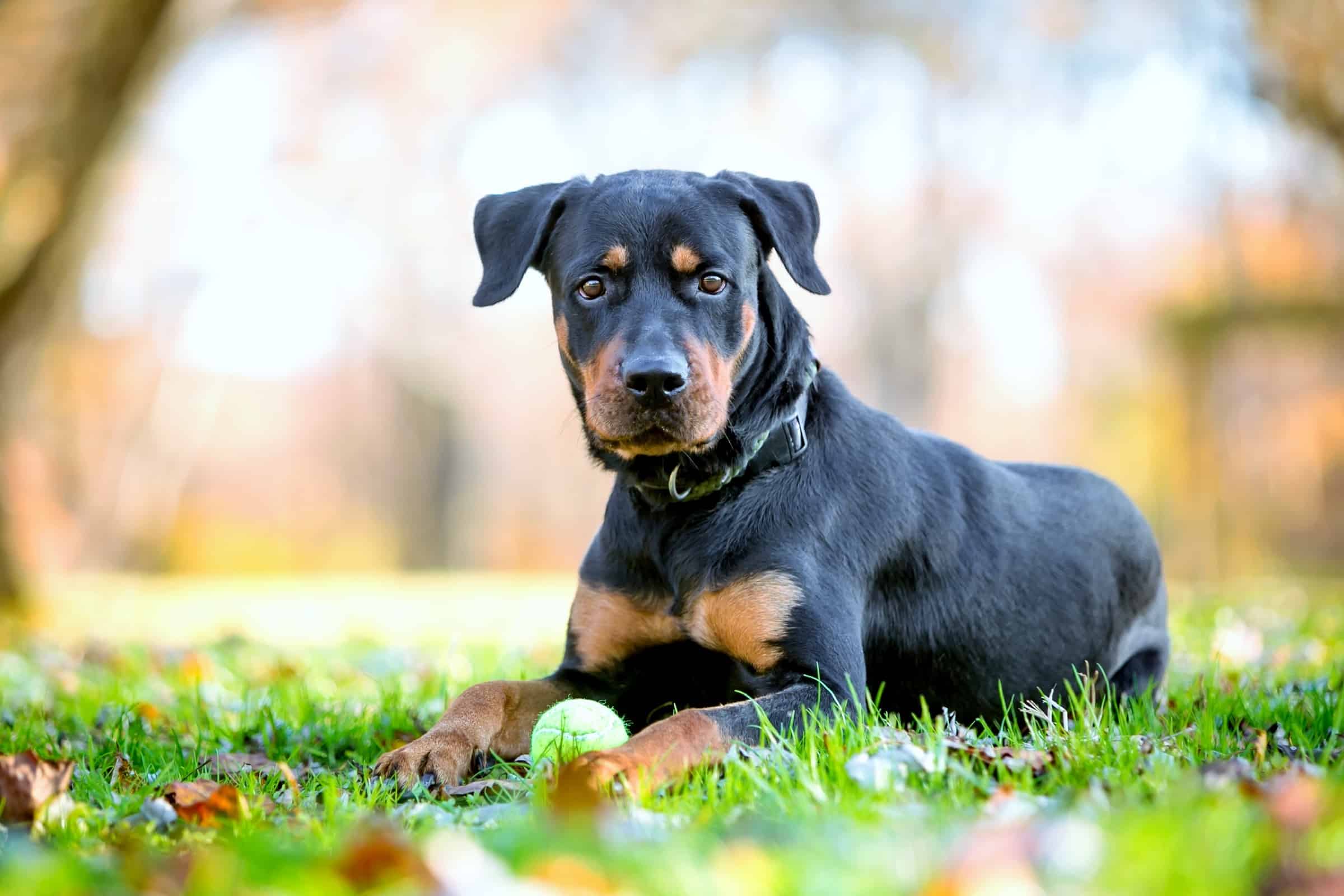 Rottweiler Mixes: 41 Best Rottie Crossbreeds (With Pictures)