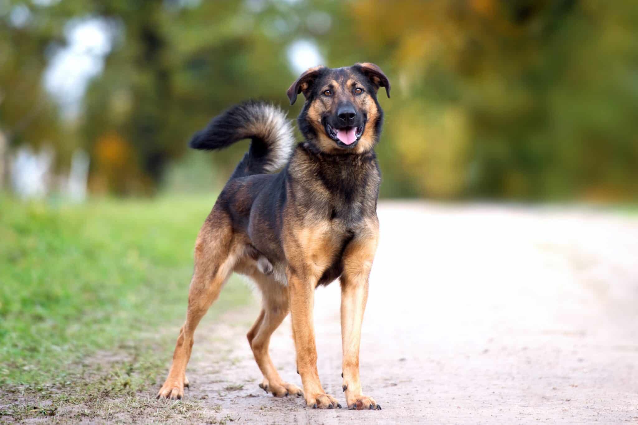 Rottweiler Mixes: 41 Best Rottie Crossbreeds (With Pictures)