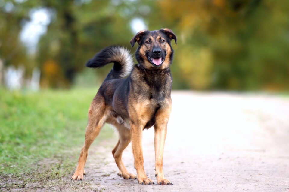 Rottweiler Mixes: 41 Best Rottie Crossbreeds (With Pictures)