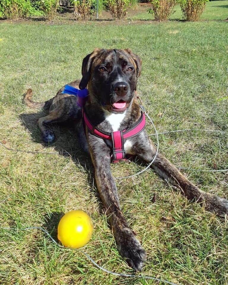 Cane Corso Mixes: 21 Unusual Crossbreeds