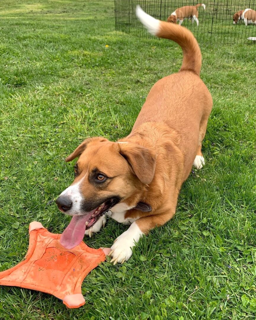 64 Cutest Corgi Mixes You'll Want to Adopt (With Pictures)