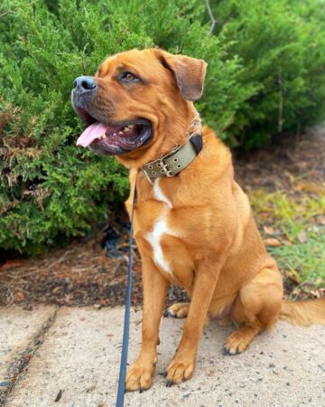 Rottweiler Mixes: 41 Best Rottie Crossbreeds (With Pictures)