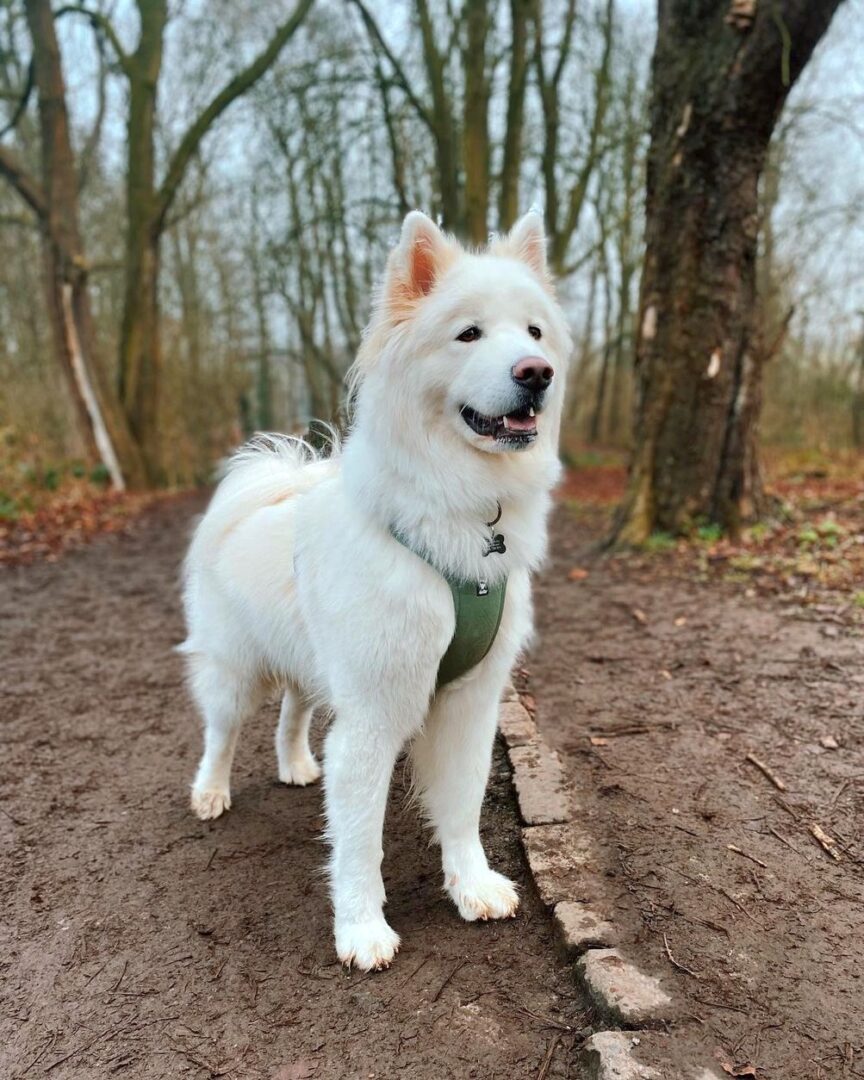 Akita Mixes: 38 Unique Akita Crossbreeds (With Pictures)