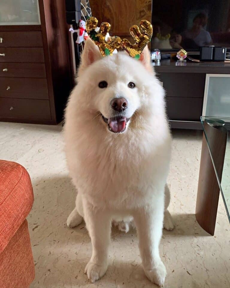 Chow Chow Mixes: 28 Different Chow Hybrids (With Pictures)