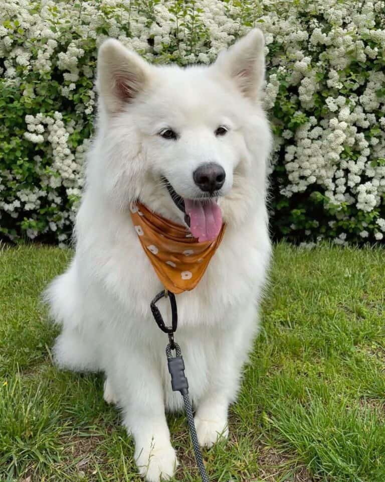 27 Beautiful Great Pyrenees Mixes (With Pictures) - Bubbly Pet