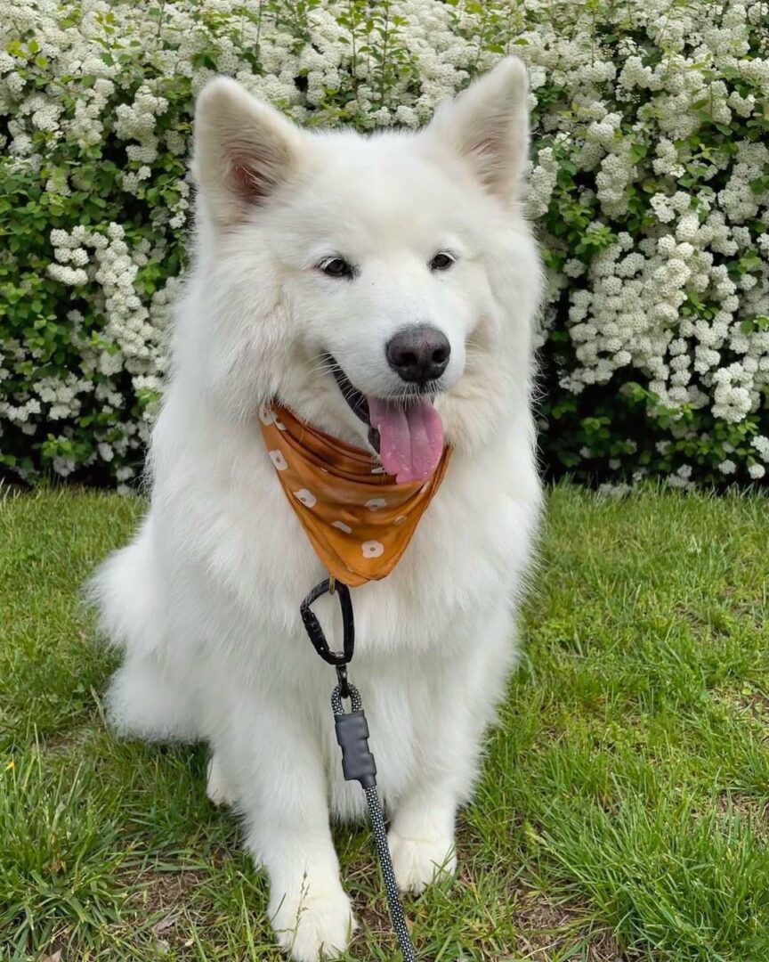 27 Beautiful Great Pyrenees Mixes (With Pictures) - Bubbly Pet