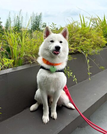 Shiba Inu Mixes: 20 Different Shiba Crossbreeds