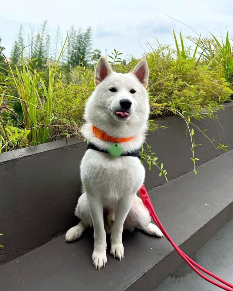 Shiba Inu Mixes: 20 Different Shiba Crossbreeds