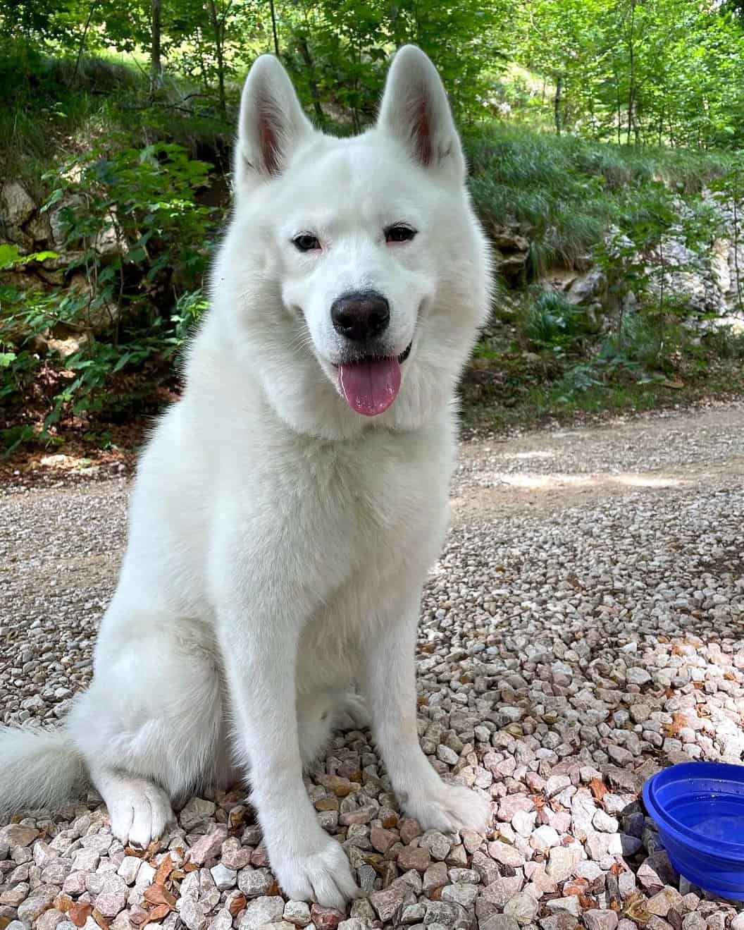 Siberian Husky Mixes: 40 Husky Crossbreeds (With Pictures)
