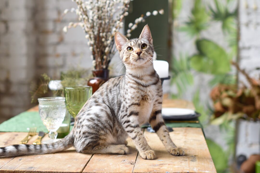 12 Awesome Cat Breeds With Big Noses (With Pictures)