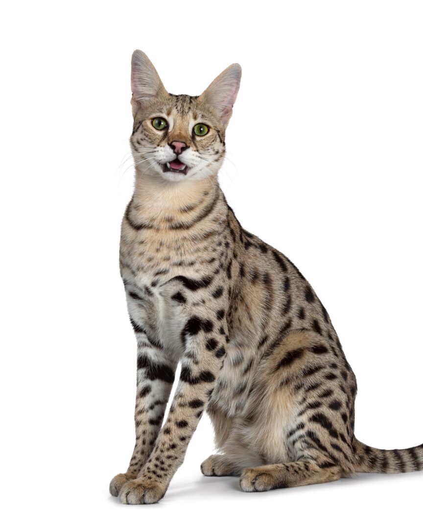 Top 13 Cat Breeds With Very Long Legs (With Pictures & Facts)