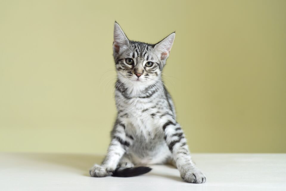 Inbred Cats: Signs, Problems, Lifespan & Facts