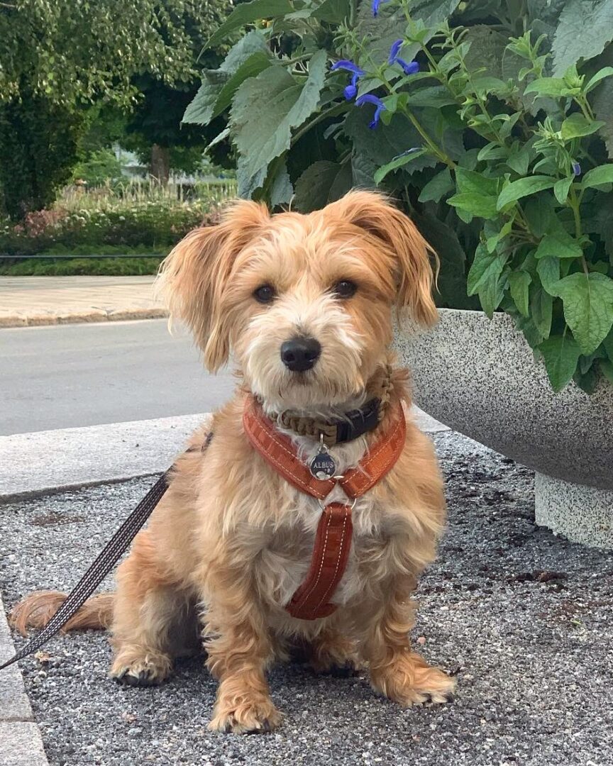 Havanese Mixes: 30 Cutest Havanese Hybrids (With Pictures)