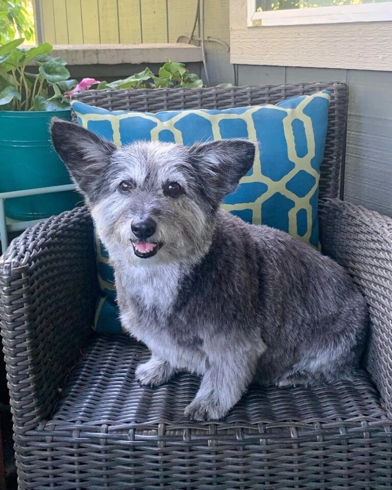 64 Cutest Corgi Mixes You'll Want to Adopt (With Pictures)