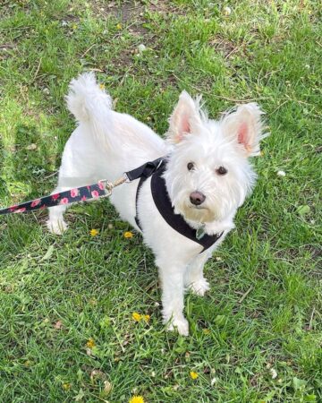 Shiba Inu Mixes: 20 Different Shiba Crossbreeds