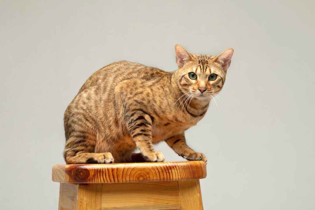 Top 13 Cat Breeds With Very Long Legs (With Pictures & Facts)